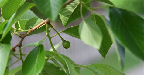 Yoshino Cherry Shelby Arboretum