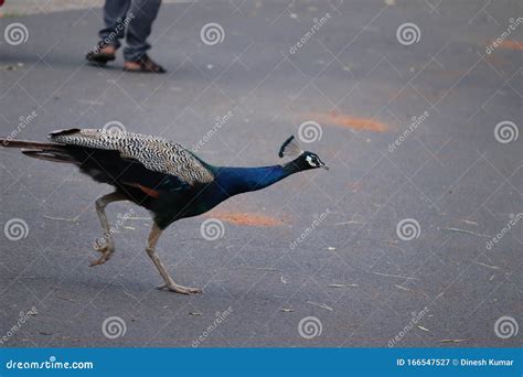 Peacock Running In The Gardenportrait Of A Peacock Stock Image Image