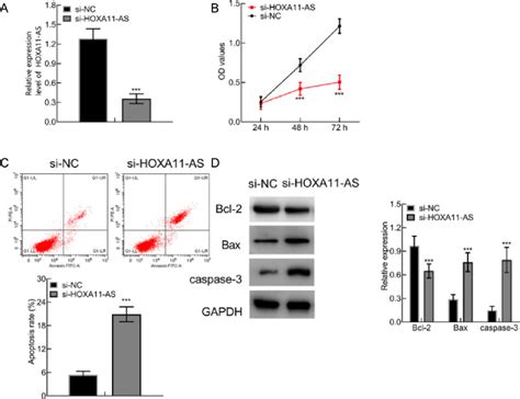 Down Regulation Of Long Noncoding Rna Hoxa11 As Nullifies The Impact Of