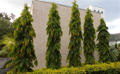 Polyalthia Lonolia Tree