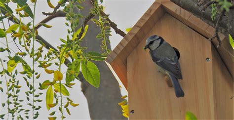 Blue Tit Nest Spring Free Photo On Pixabay Pixabay
