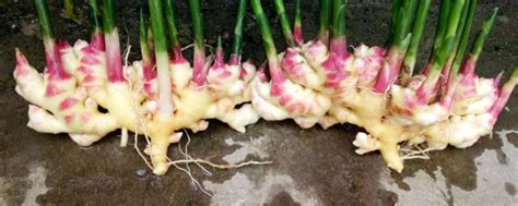 小黄姜种植时间 酷蜜蜂