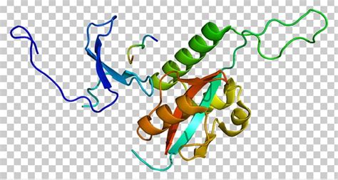 PIN Prolyl Isomerase PIN Proteins Mothers Against Decapentaplegic Homolog PNG Clipart Area
