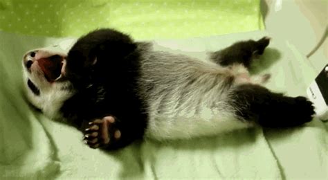 Panda Cubs S Find And Share On Giphy