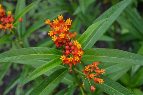 Free Images Leaf Flower Orange Produce Evergreen Botany
