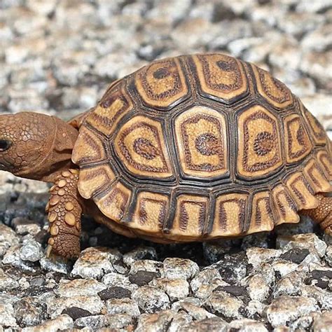 Leopard Tortoise Shell