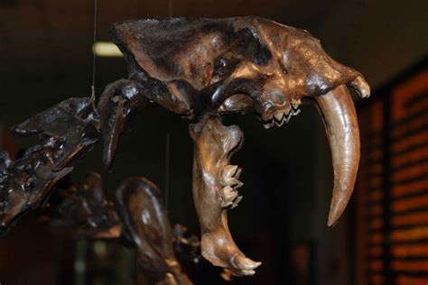 Sabertooth Cat The Adventures Of Trail And Hitch
