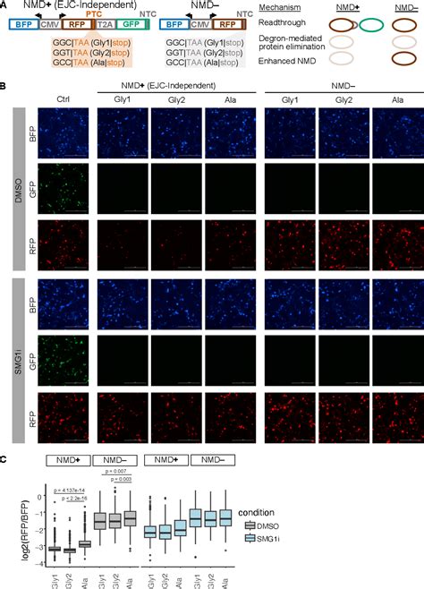 Figure 1 From Peptidyl Trna Hydrolysis Rate Influences The Efficiency