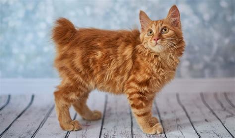 10 Cat Breeds That Love Water Catit