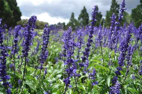 Free Images Nature Blossom Meadow Flower Purple Bloom Summer