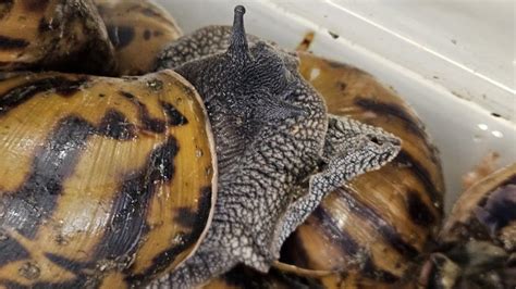 Us Customs Seizes 90 Giant African Snails At Detroit Airport Botswana