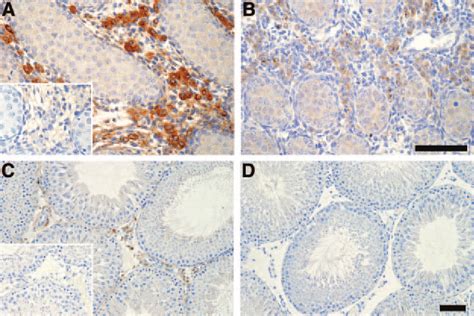 Representative Photomicrographs Showing Immunoexpression Of Insl3 In