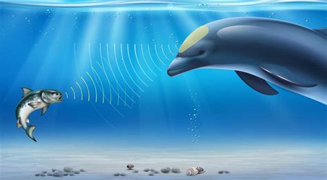 Free Vector Echolocation Realistic Infographics With Dolphin Using Bio Sonar Under Water