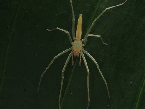 Matidia Virens · Inaturalist Mexico
