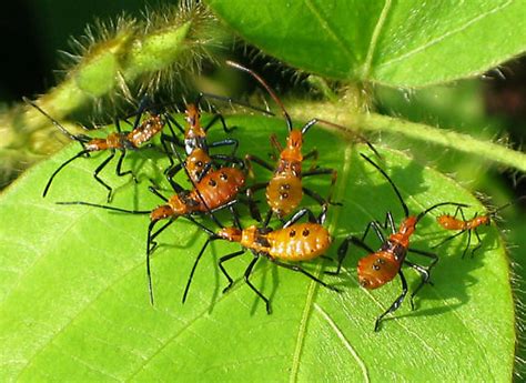 Leaf Footed Plant Bug Nymphs Leptoglossus Bugguidenet
