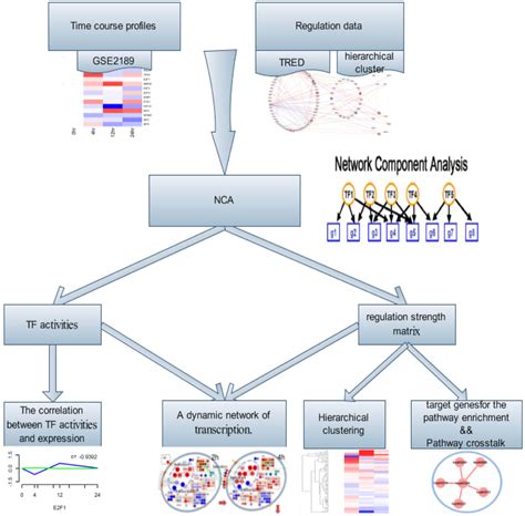 Flowchart Of Dynamic Transcriptional Regulatory Network Construction