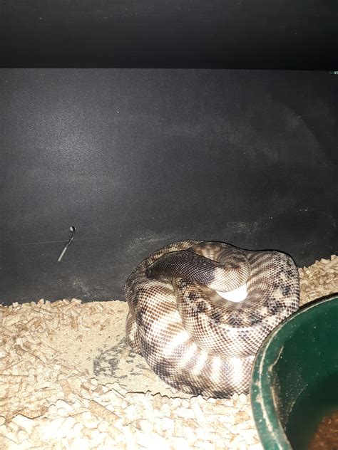 Show Me Your Black Headed Pythons Other Pythons Morphmarket Reptile Community