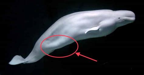 Beluga Whale Delphinapterus Leucas Ocean Info