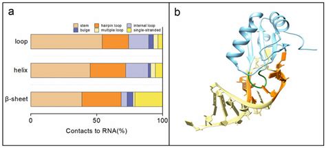 A The Secondary Structure Distributions At The Rna Protein