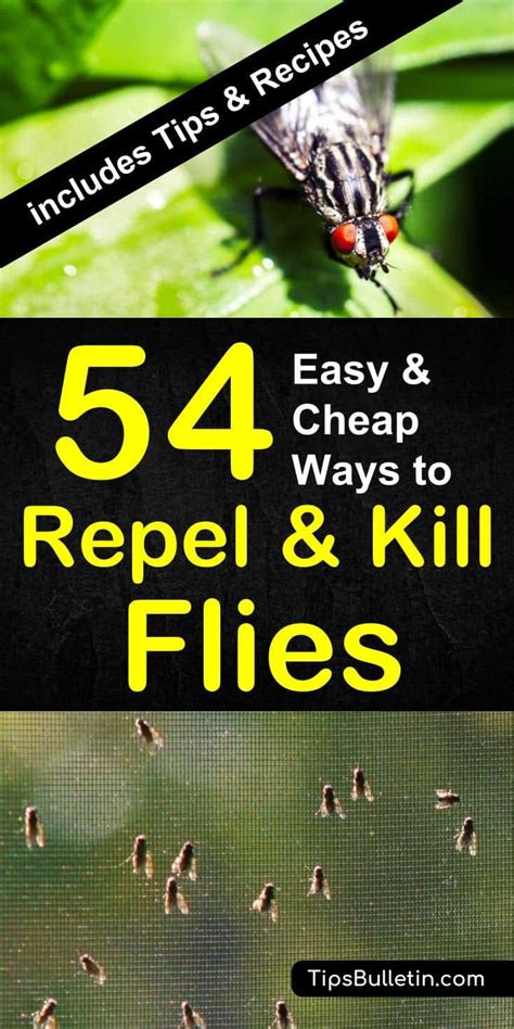 How To Keep Flies Away 54 Easy And Cheap Ways To Repel And Kill