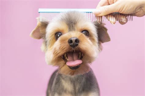 7 Reasons Why Regular Pet Grooming Is So Important