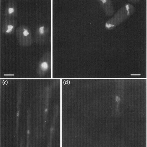 Dapi Stained Nuclei A Lnterphase Nuclei In Yeasts B Mitotic