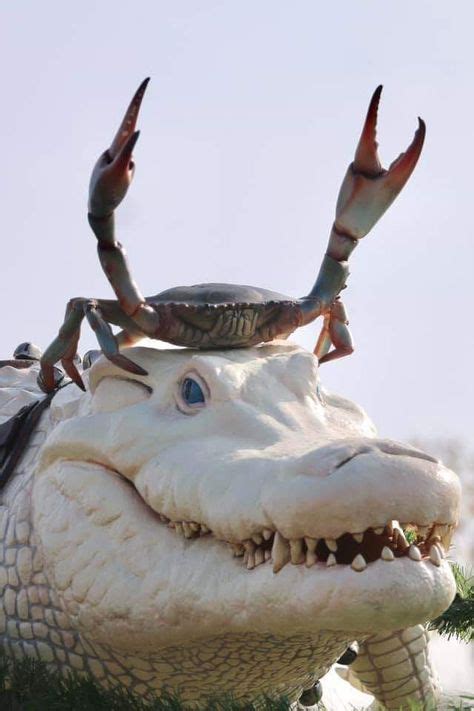 Santas Louisiana Reindeer A White Alligator With Crab Antlers Çok