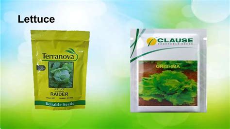 4 Seedling For Hydroponics Easy Methodpptx