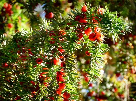 Premium Photo Close Up Of Yew Tree