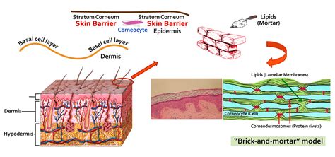 Ceramide Keya Seth Aromatherapy