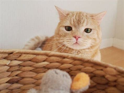 猫がしょんぼり顔のときは悲しいわけではなく、むしろ？（ねこのきもちnews）