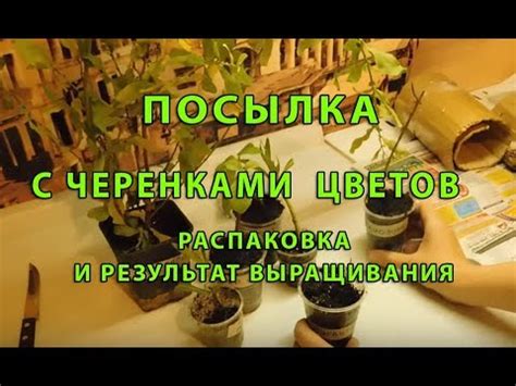 🌱ПОСЫЛКА С ЧЕРЕНКАМИ ЦВЕТОВ !!! РАСПАКОВКА . 🌱 - YouTube