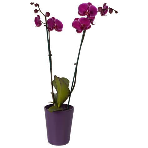 Bonita X Dl Cylinder Color Orchids