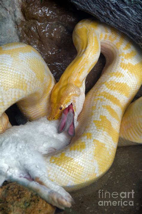 Python With Prey Photograph By Mark Newman Fine Art America