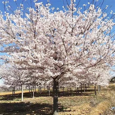染井吉野樱 花瓣网