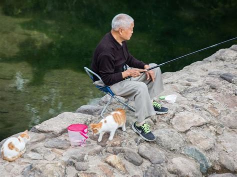 溫馨8旬老人餵養流浪貓 小貓每天陪伴老人釣魚 每日頭條