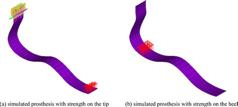Load Application Points On The Prosthesis Download Scientific Diagram