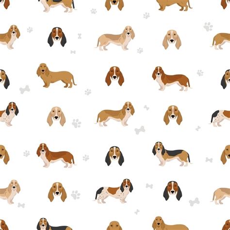 Basset Artesian Normand Over 9 Royalty Free Licensable Stock
