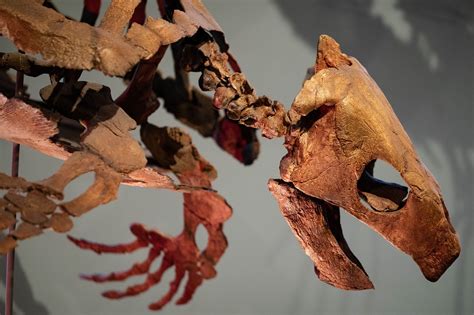 Tiny Dna Traces Detected In Turtle Fossil From 6 Million Years Ago