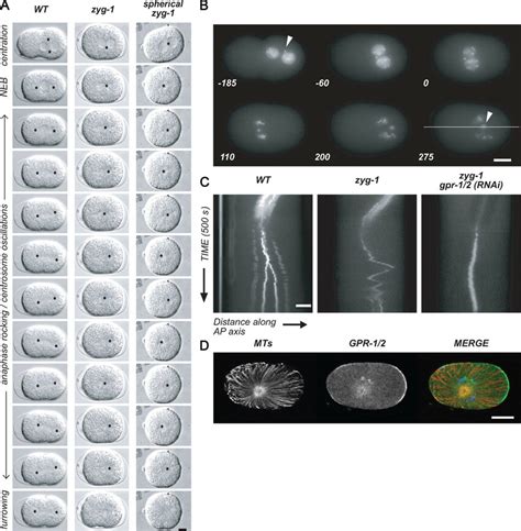 Zyg 1 Single Centrosomes Undergo Posterior Directed Asymmetric Download Scientific Diagram
