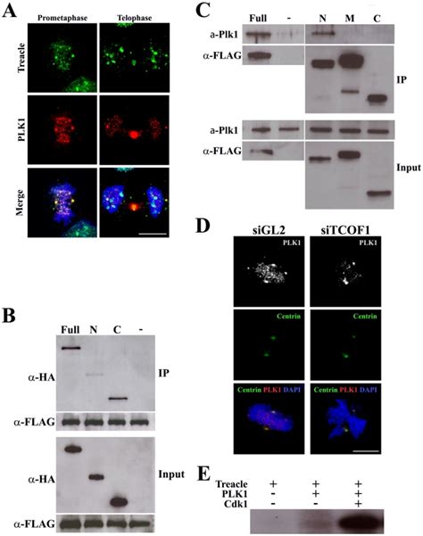 Mammalian Neurogenesis Requires Treacle Plk1 For Precise Control Of Spindle Orientation Mitotic