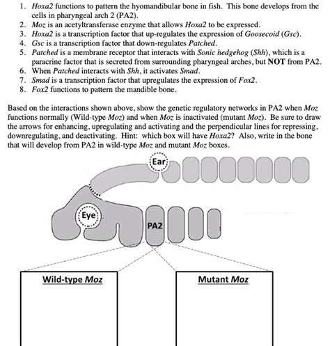 Solved 1 Hoxa2 Functions To Pattern The Hyomandibular Bone