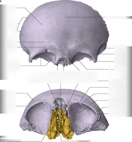 Frontal Bone Trochlear Fovea