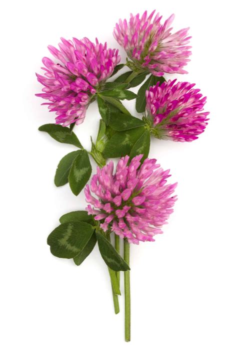 Organic Red Clover Tea | Buddha Teas | Free Shipping