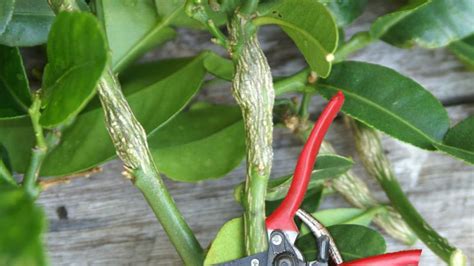 Why Citrus Gall Wasp Is A Dangerous Pest And What You Can Do To Stop It