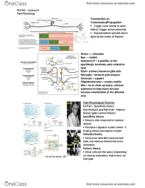 Psy391h5 Lecture 6 Psy391 Lecture 6 Oneclass