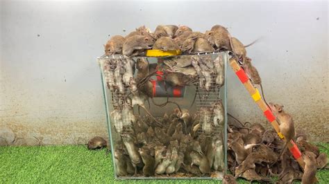 Plastic Pipe Mouse Trap Best Mousetrap How To Trap Mice Effectively