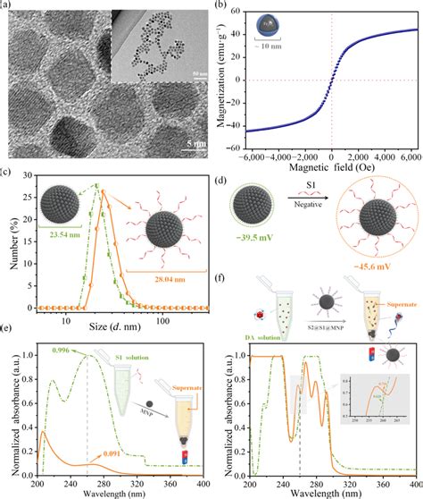 The Preparation And Characterization Of The Functionalized MNPs A