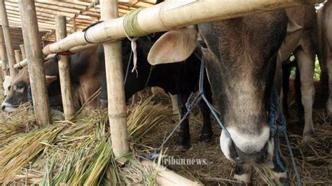 Hari Raya Idul Adha 2022 Ini Bacaan Doa Menyembelih Hewan Kurban Untuk