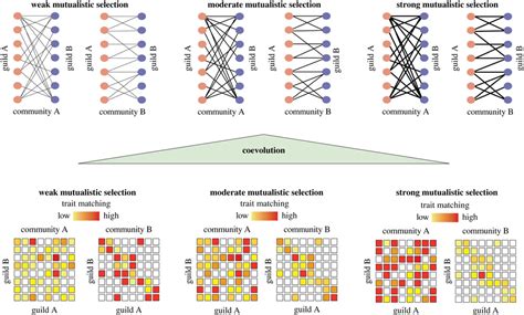 the joint role of coevolutionary selection and network structure in shaping trait matching in